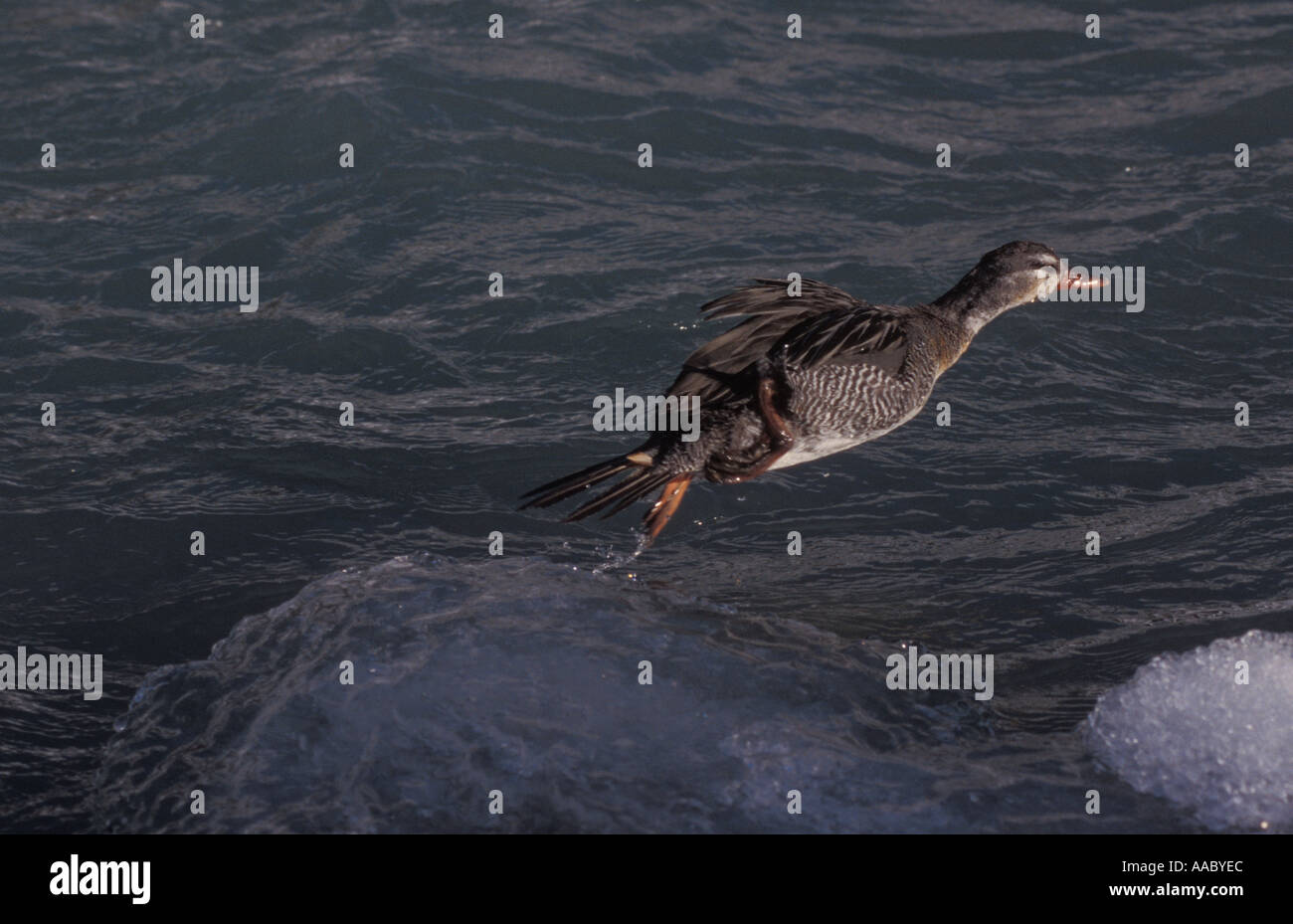Torren duck hi-res stock photography and images - Alamy