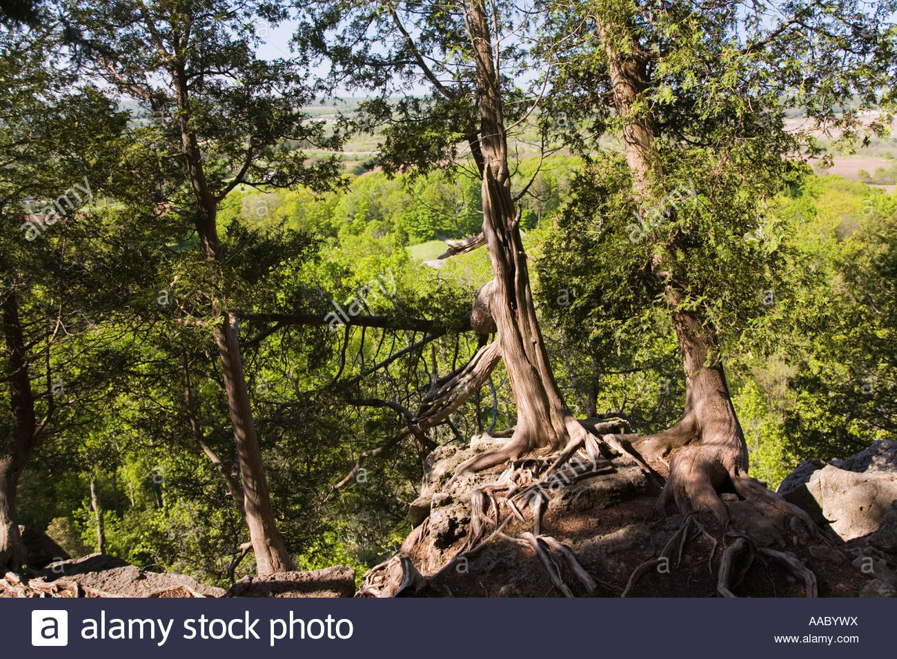 Ancient Cedar Trees On Rock Stock Photos & Ancient Cedar Trees On Rock ...