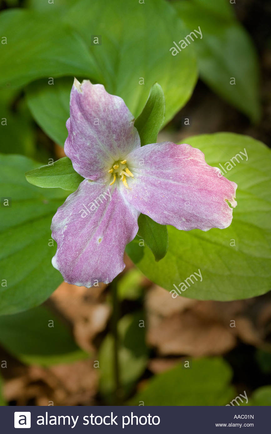 Perennial Flower Ontario High Resolution Stock Photography and Images ...