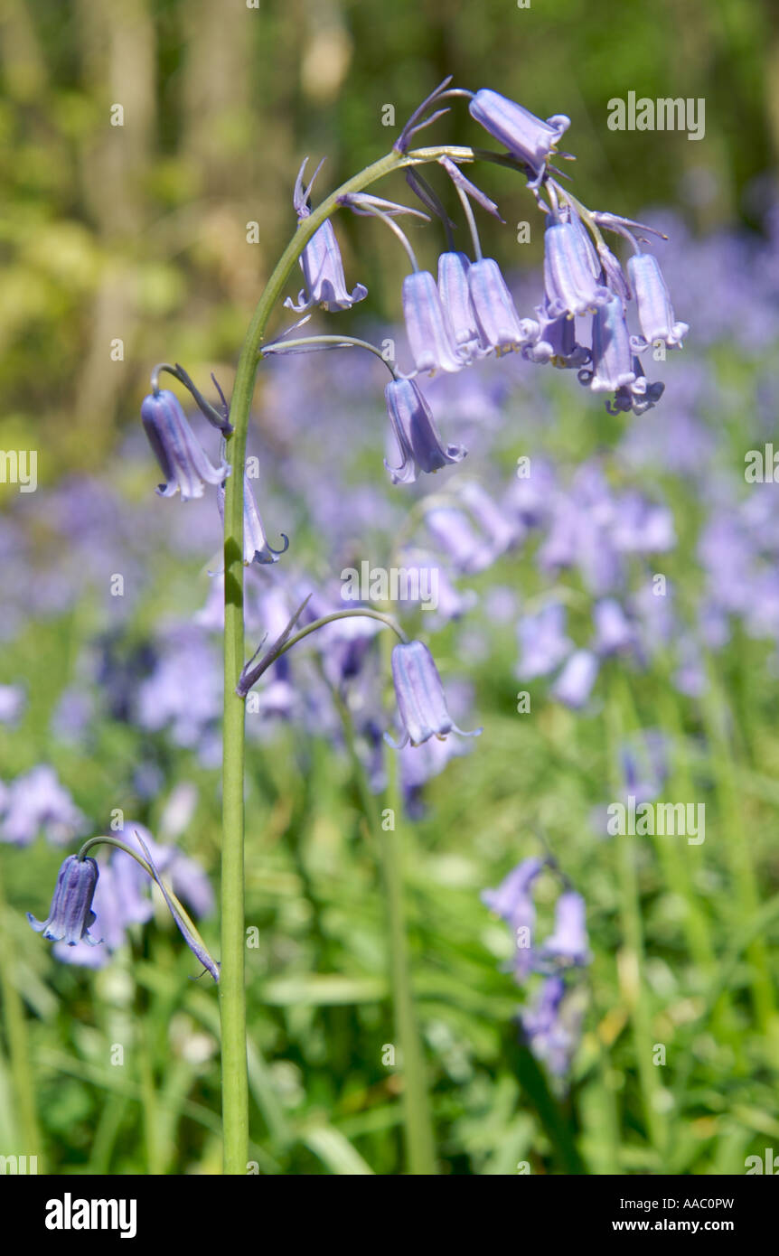 English Bluebell Hyacinthoides non scriptus Stock Photo - Alamy