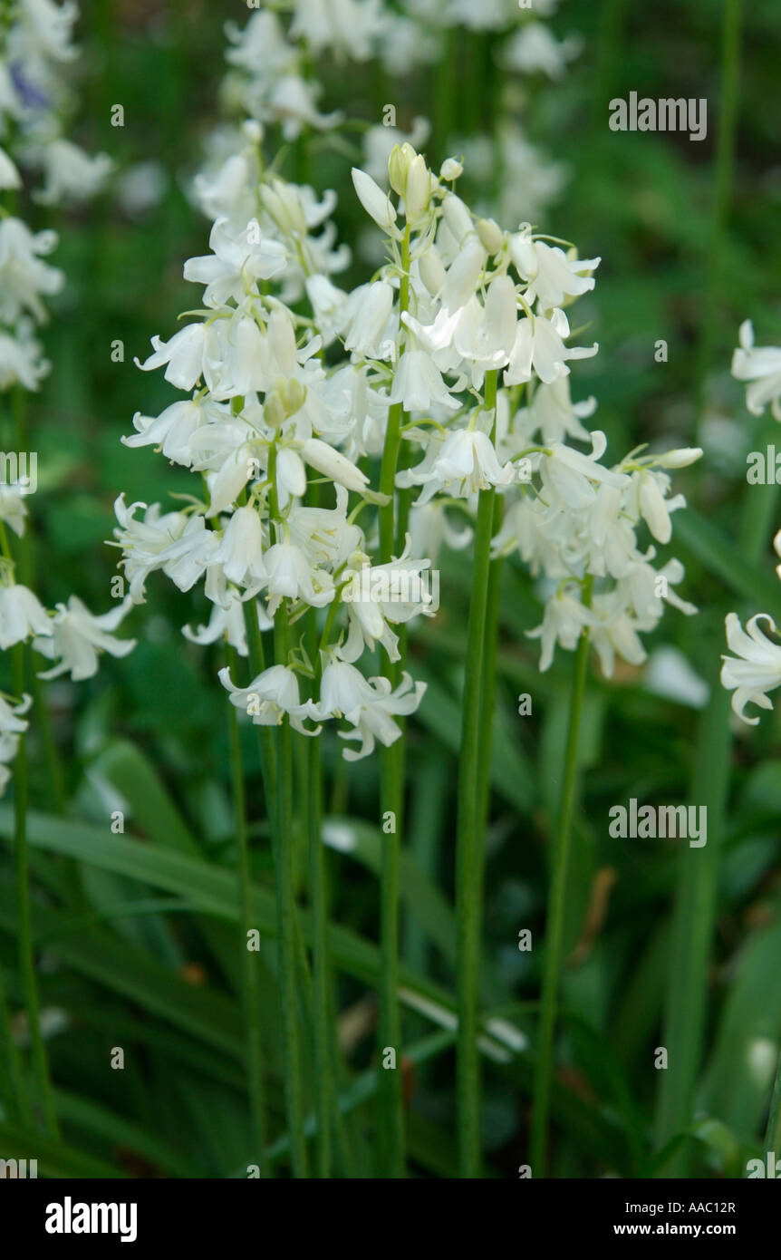 White Bluebell Hyacinthoides Stock Photo - Alamy