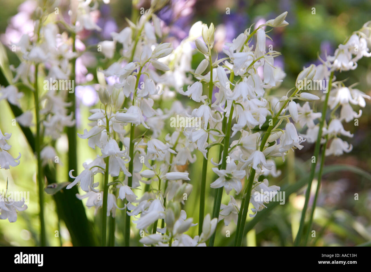 White Bluebell Hyacinthoides Stock Photo - Alamy