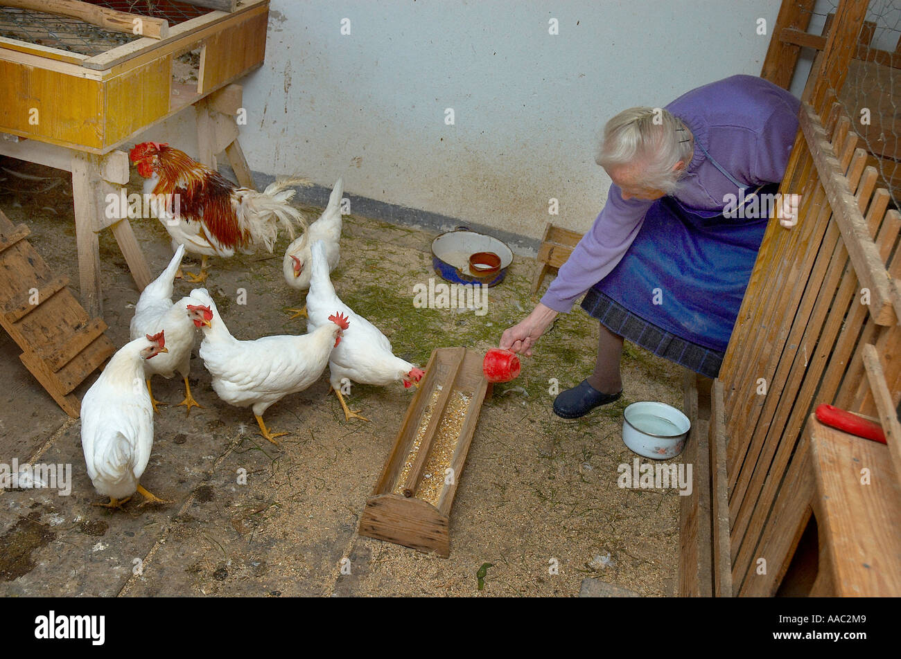 Chickens in the stable Stock Photo - Alamy