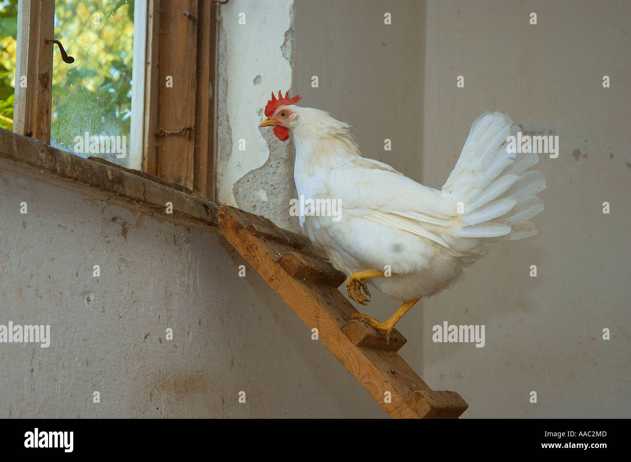 Breeding roosters hi-res stock photography and images - Alamy