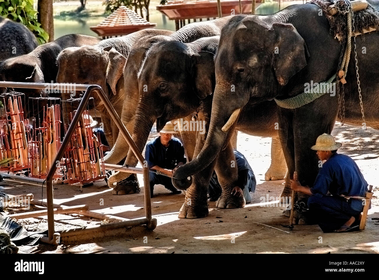 Elephant orchestra of thailand hi-res stock photography and images - Alamy