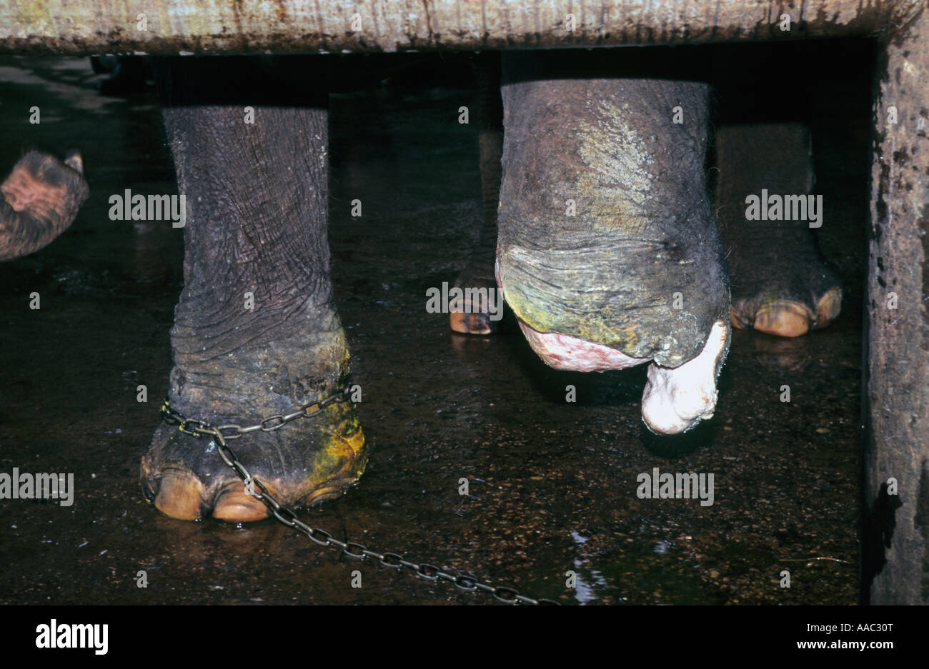 Closeup of Motala,Asian elephant,landmine victim with amputated foot ...