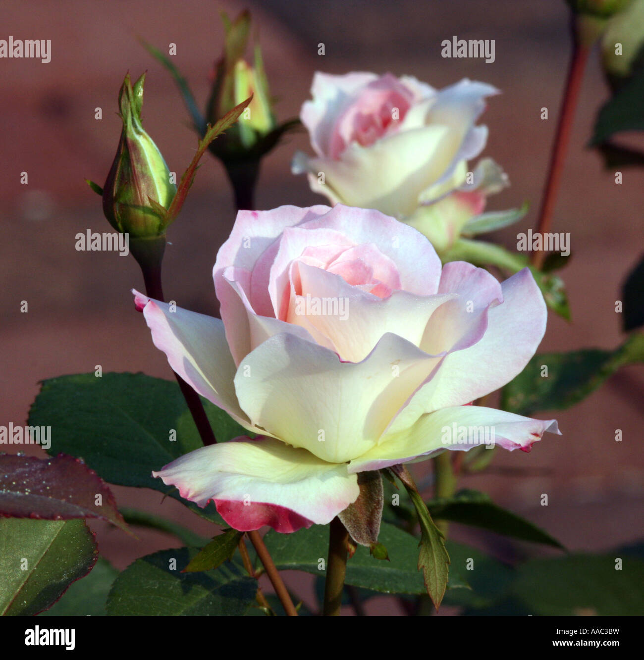 Charles aznavour rose hi-res stock photography and images - Alamy