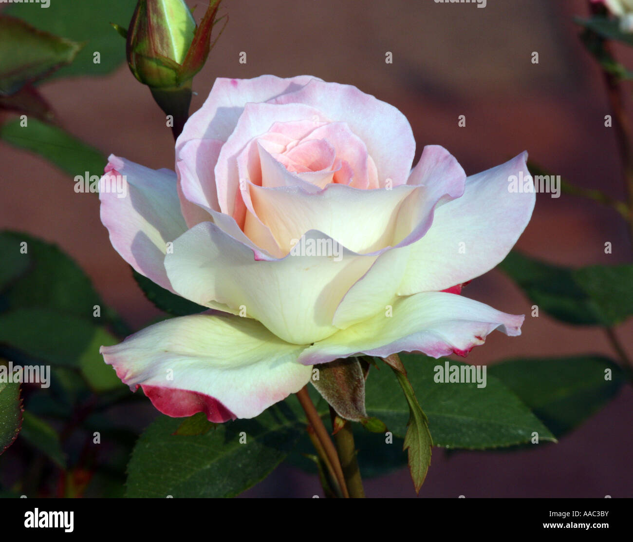 Charles aznavour rose hi-res stock photography and images - Alamy