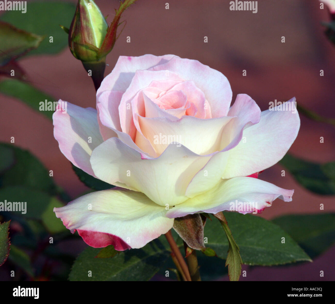 A Charles Aznavour Rose Stock Photo - Alamy