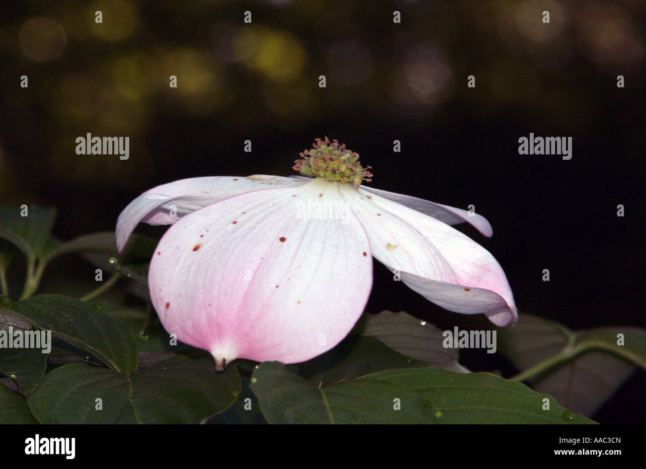 An exotic Japanese Cornus X Stellar Pink Dogwood Hybrid Stock Photo - Alamy