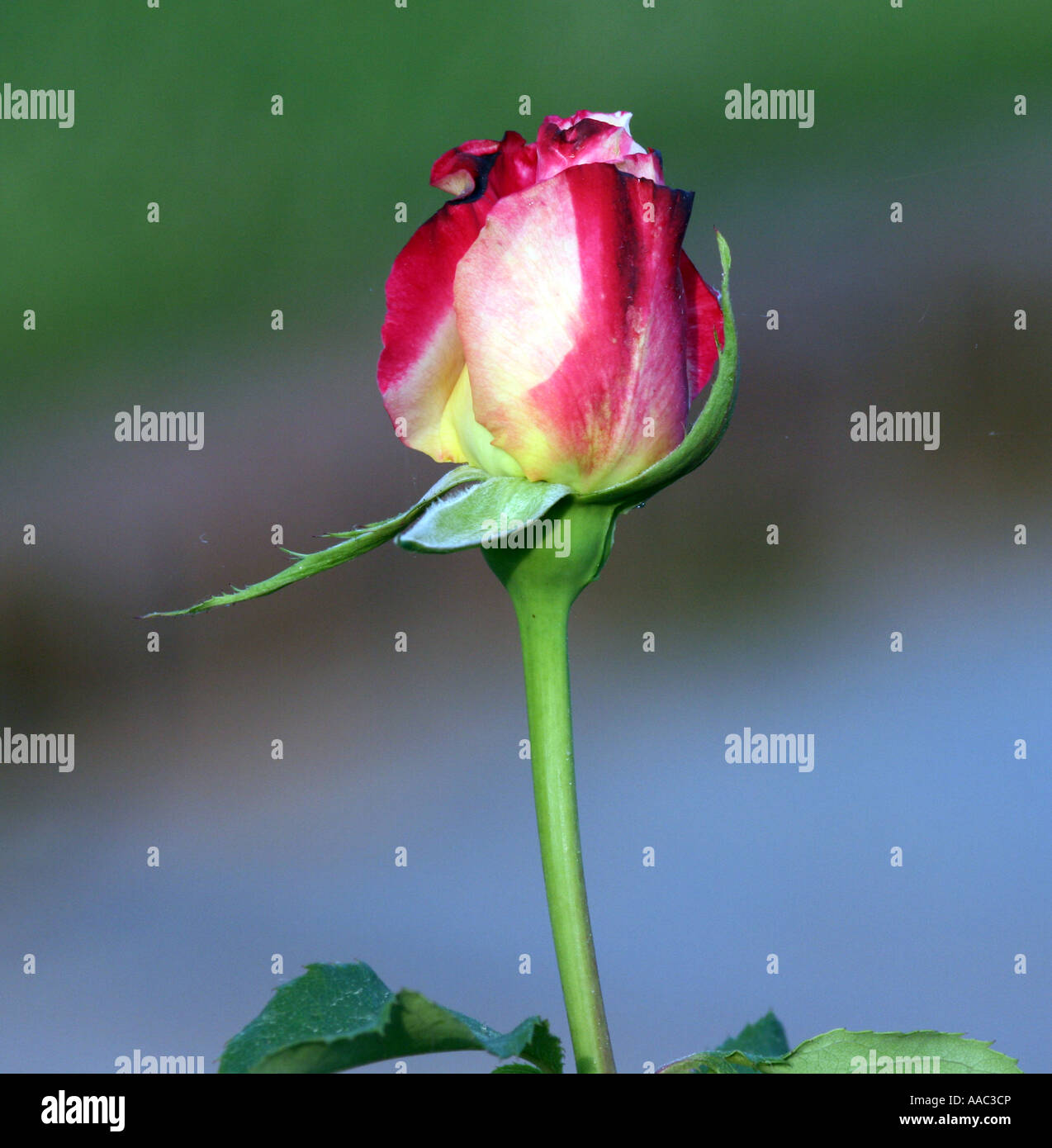 Double delight rose bud hi-res stock photography and images - Alamy