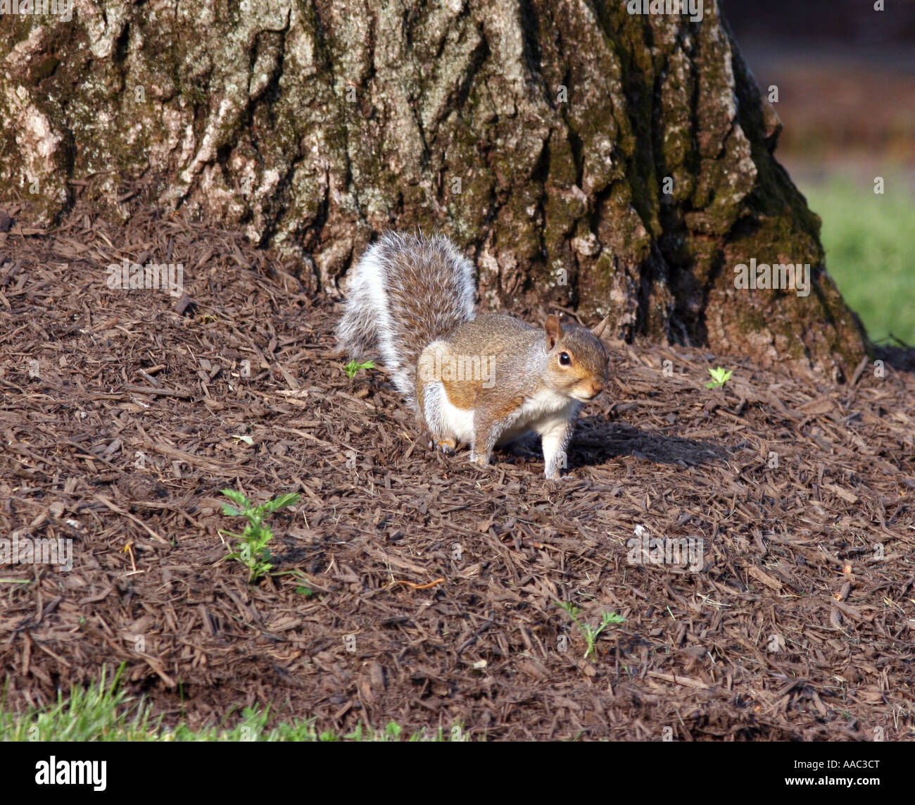 A North American Grey Squirrel Stock Photo - Alamy