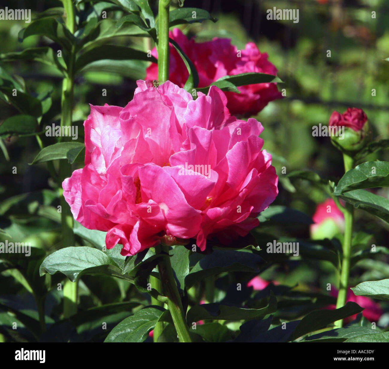 A single large pink Peony with a bee Stock Photo - Alamy