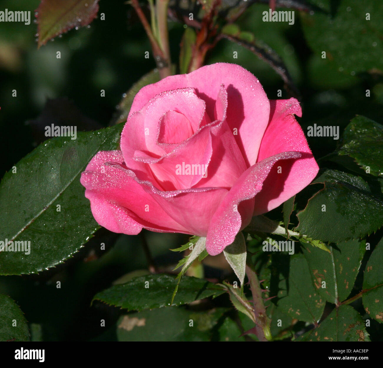 Pink knockout hi-res stock photography and images - Alamy