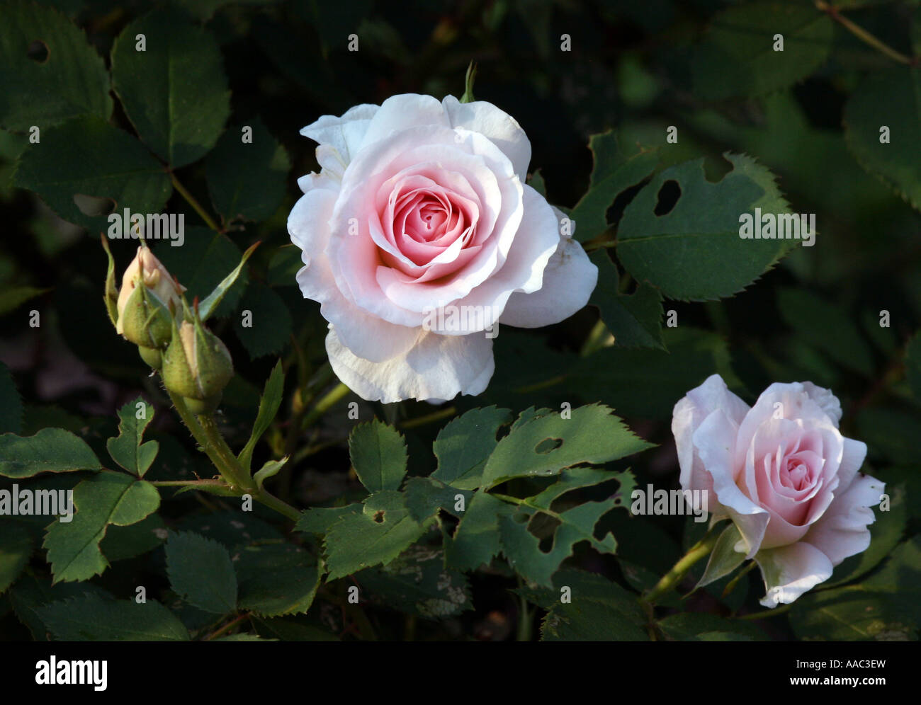 Two pink roses Stock Photo - Alamy