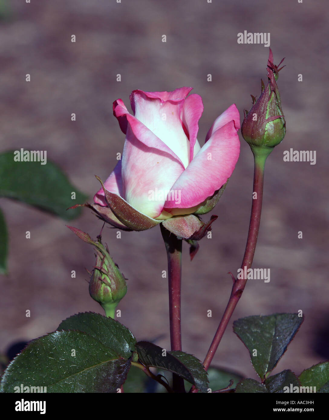 A Secret Pink Rose Stock Photo - Alamy