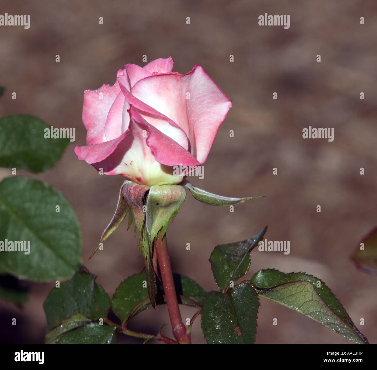 A Secret Pink Rose Stock Photo - Alamy