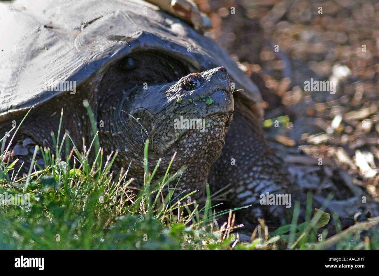 A large female snapping turtle building a nest Stock Photo - Alamy