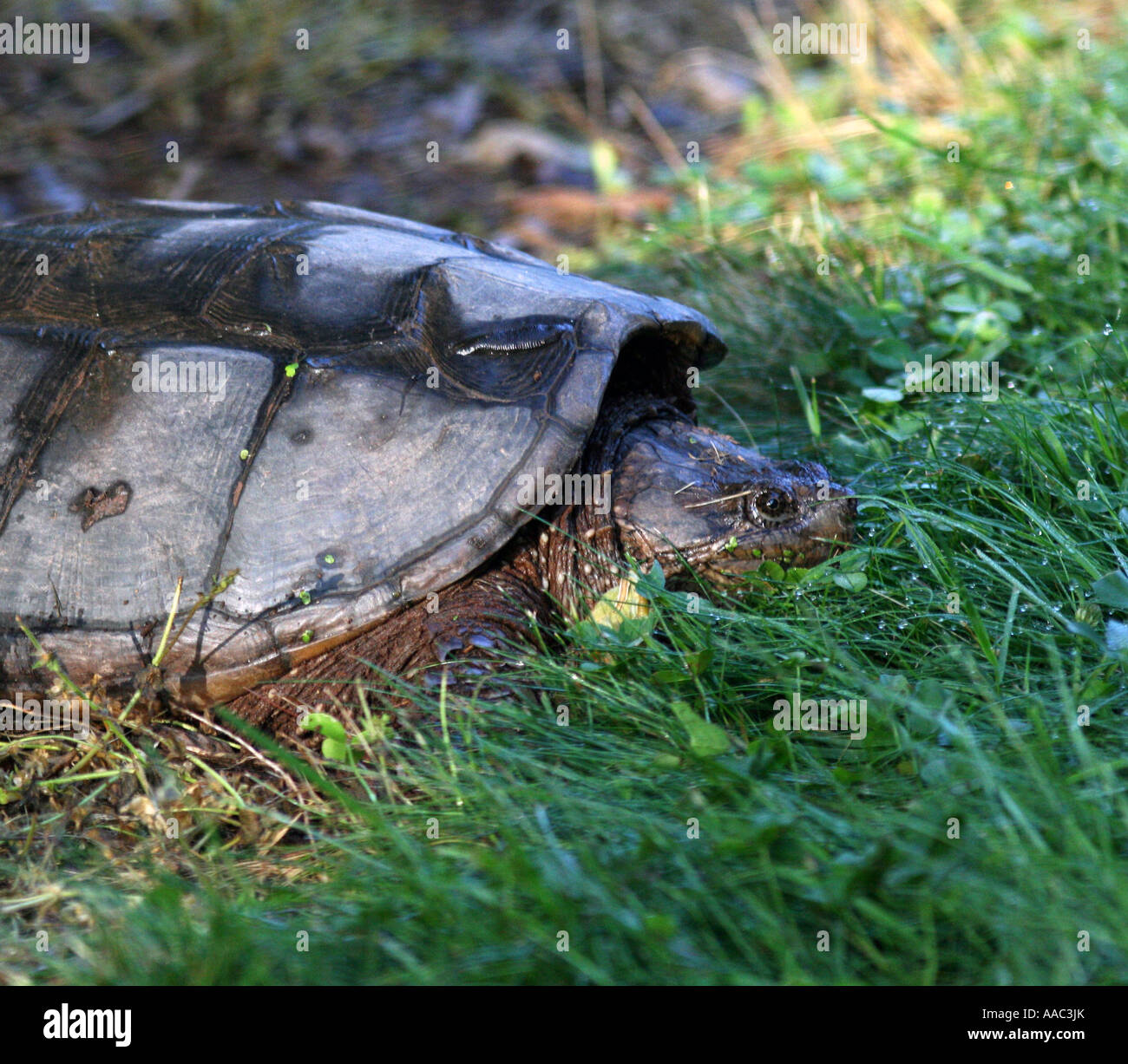 Snapping turtle beak hi-res stock photography and images - Alamy