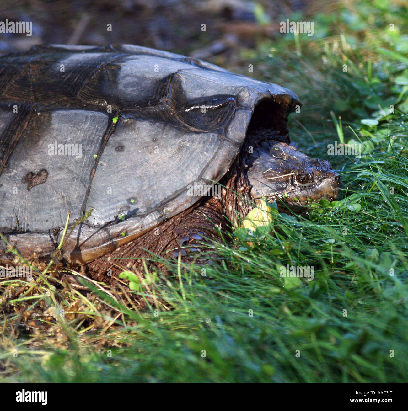 A large female snapping turtle building a nest Stock Photo - Alamy
