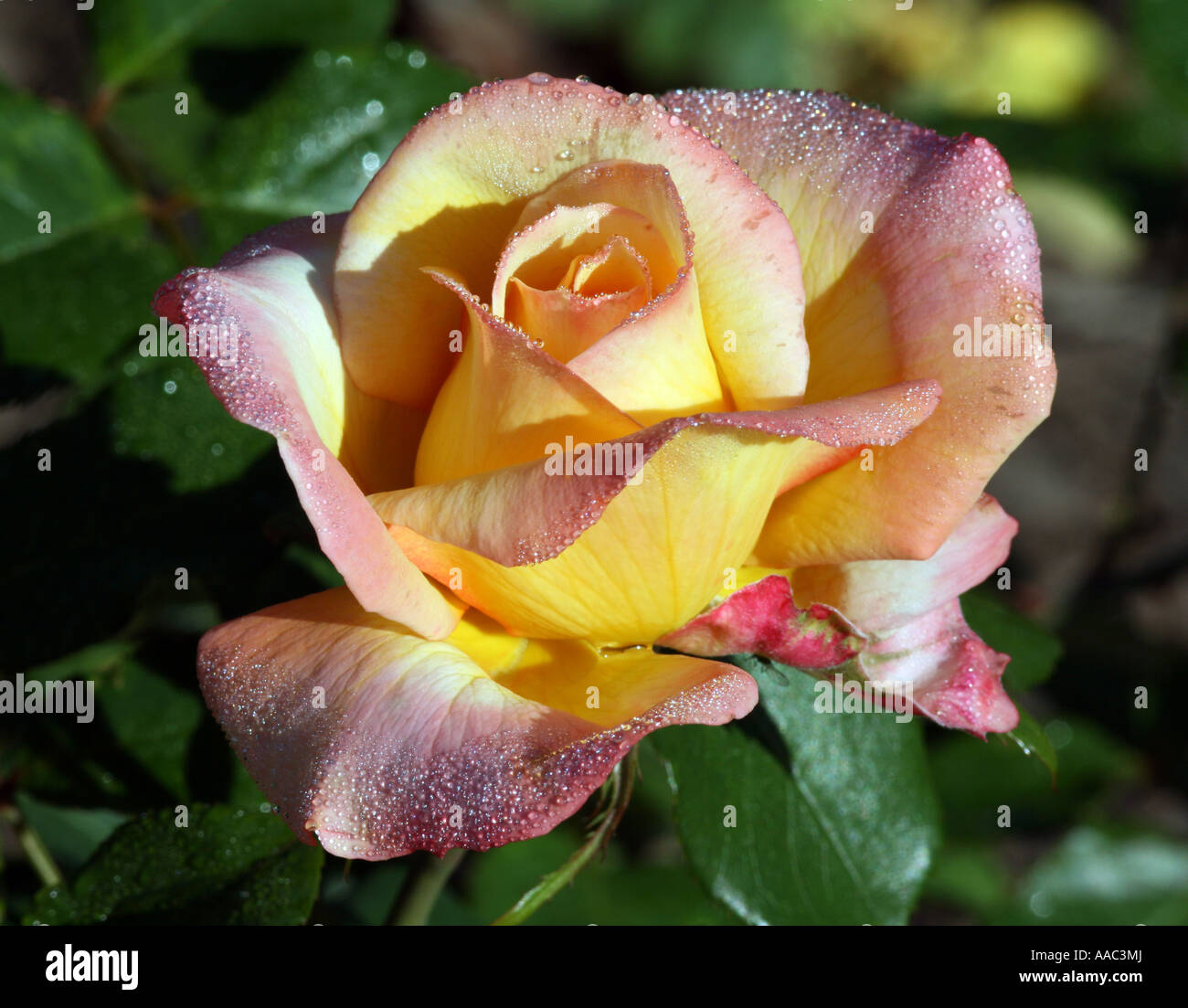 Peace Roses Beautiful