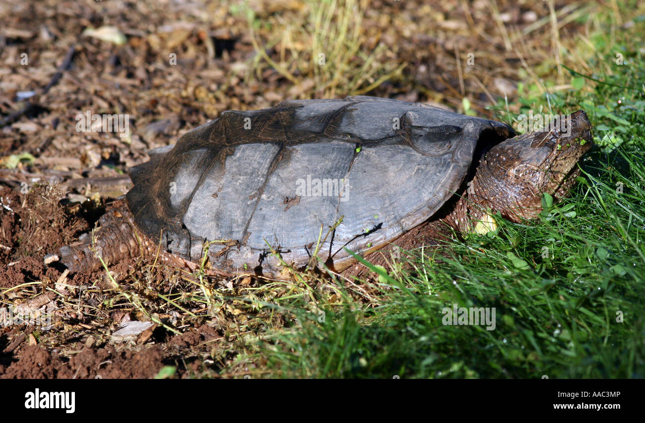 A large female snapping turtle building a nest Stock Photo - Alamy