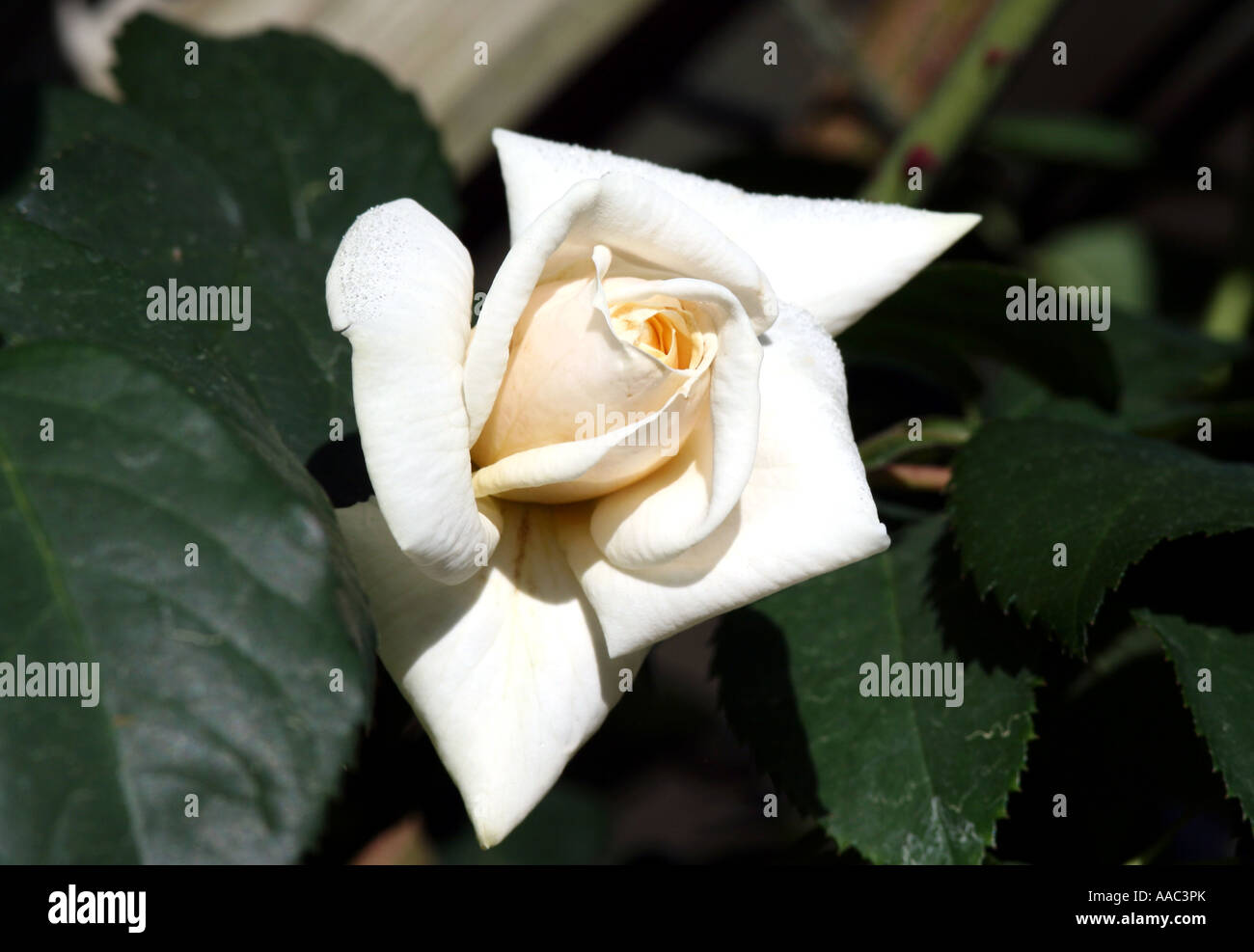 Climbing white rose flower hi-res stock photography and images - Alamy