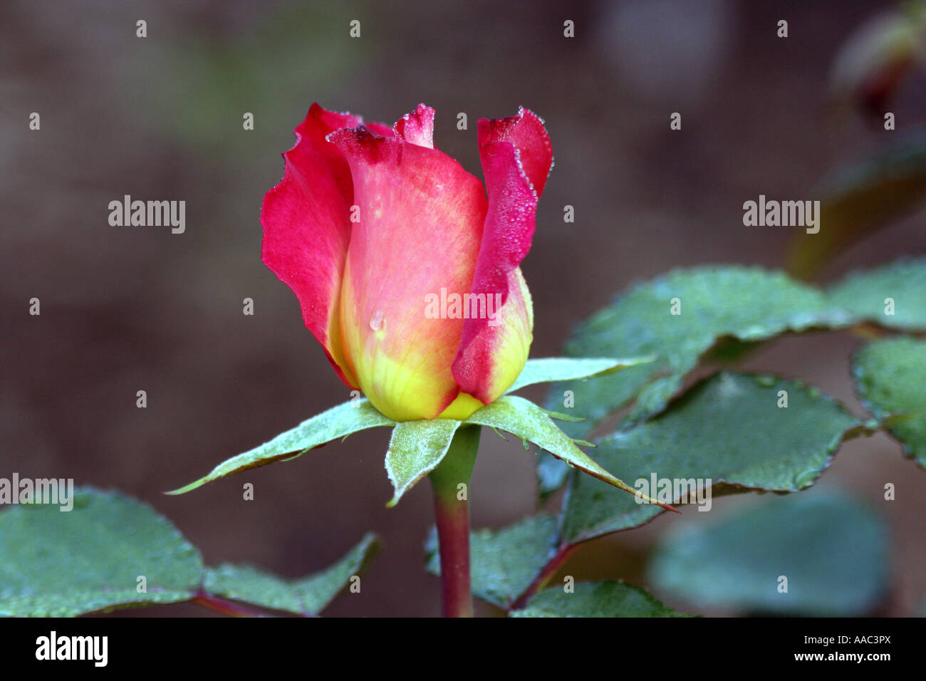 A beautiful yellow and red rose bud Stock Photo - Alamy