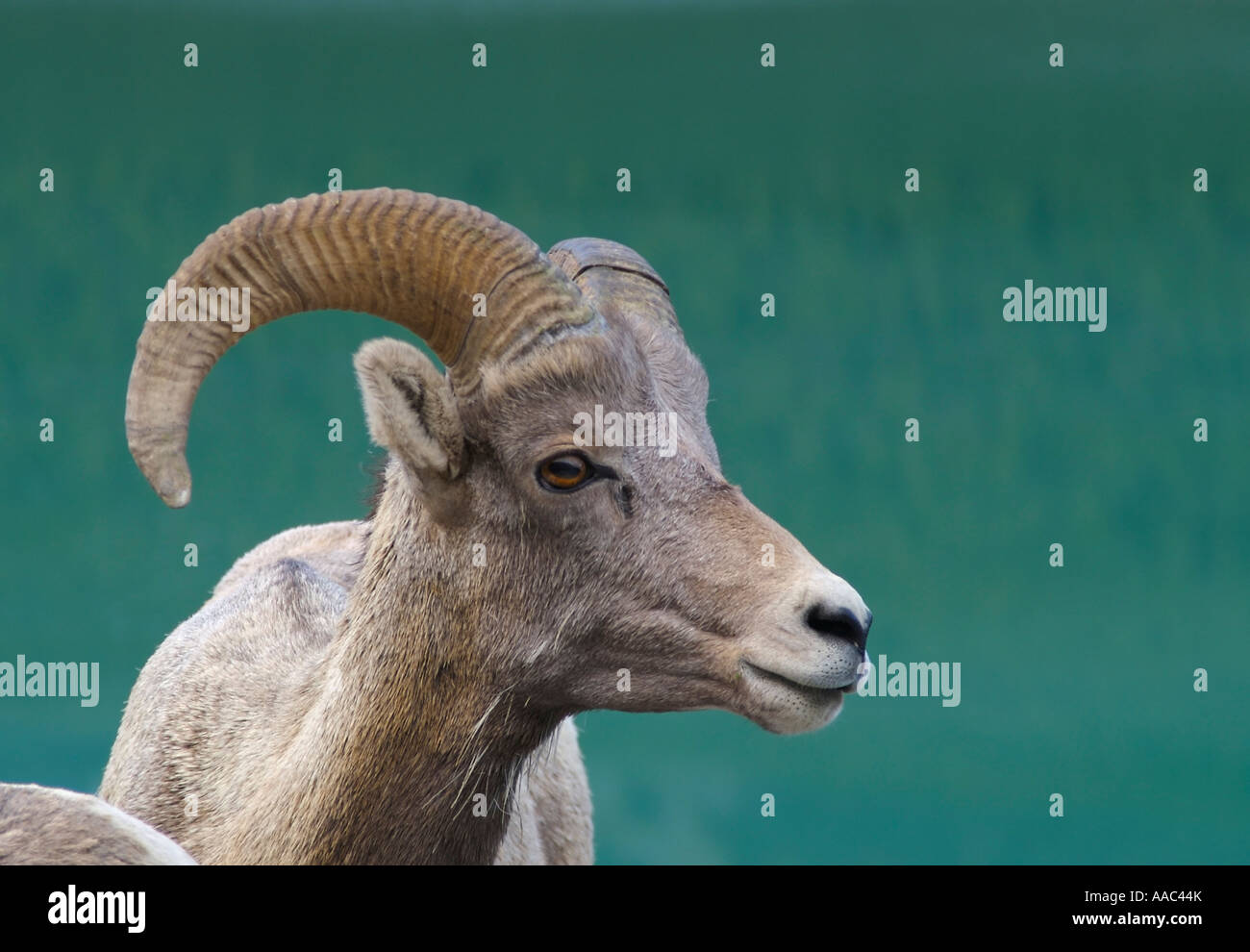 Longhorn Sheep High Resolution Stock Photography and Images - Alamy