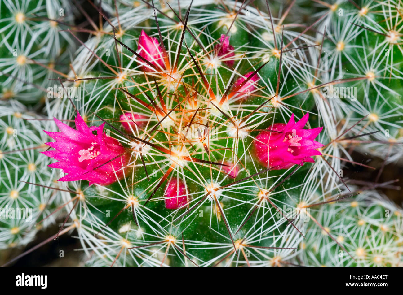 cactus pink flowers Stock Photo - Alamy