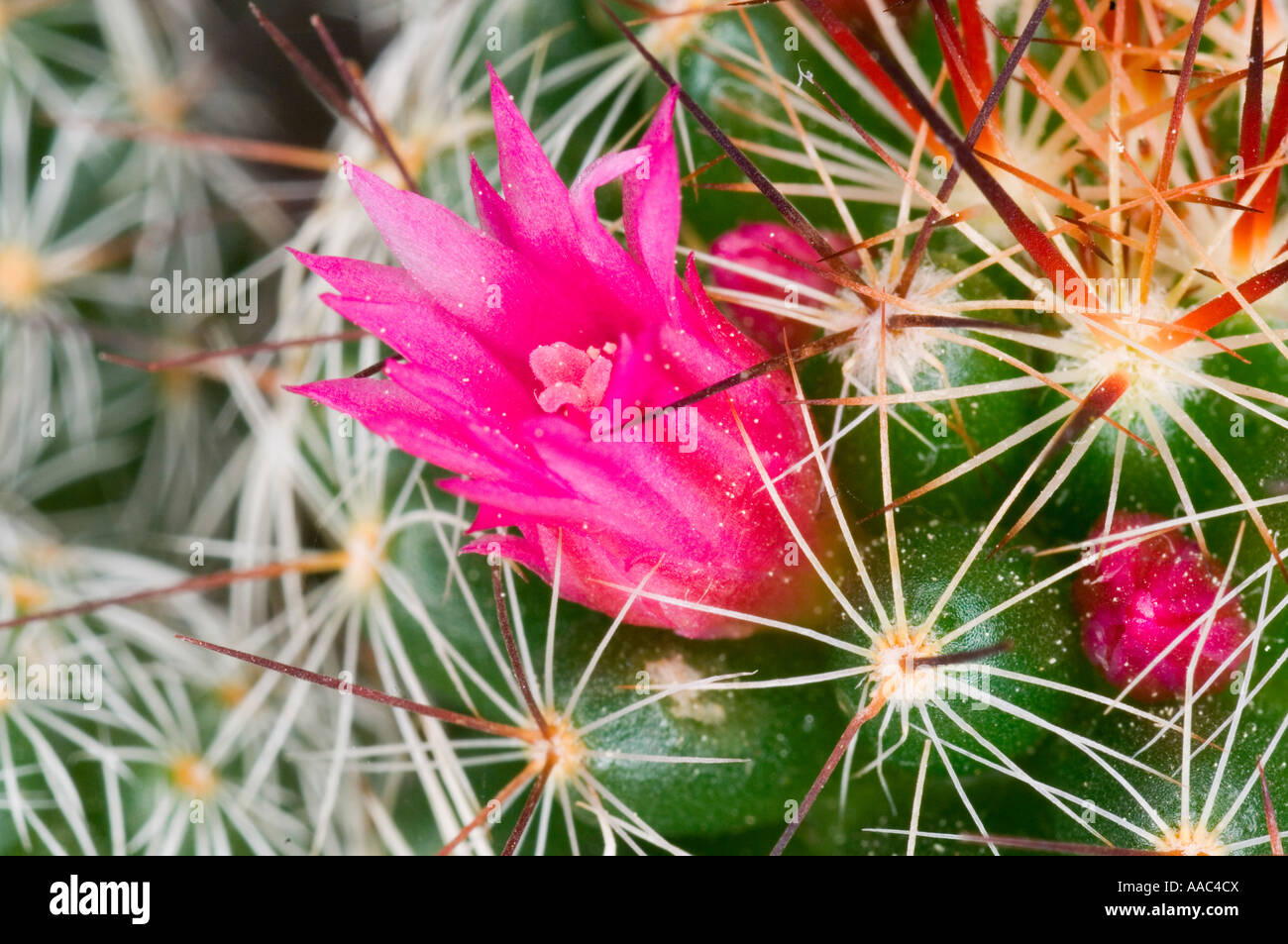 Pink cactus flowers and buds hi-res stock photography and images - Alamy