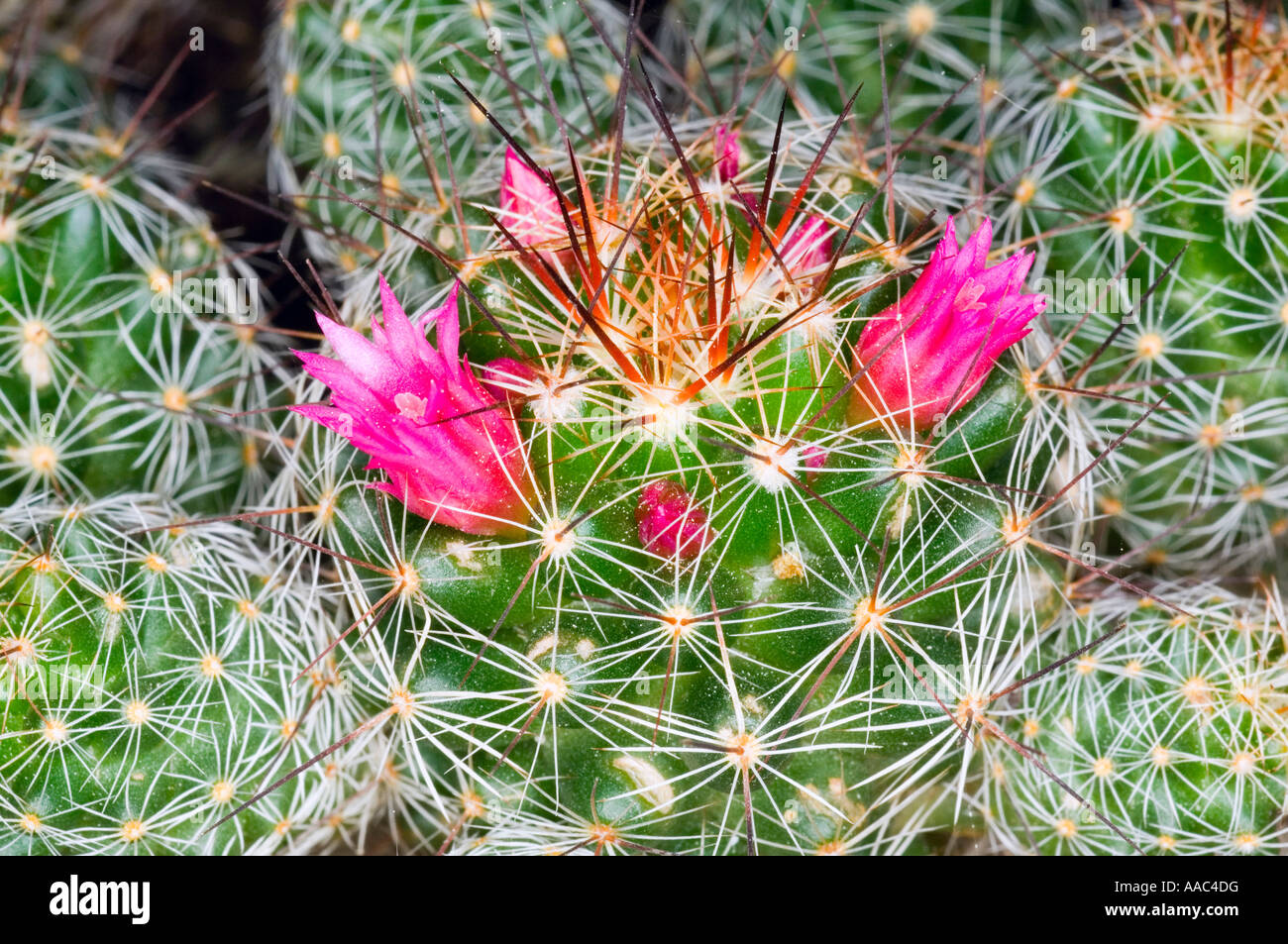 cactus pink flowers Stock Photo - Alamy