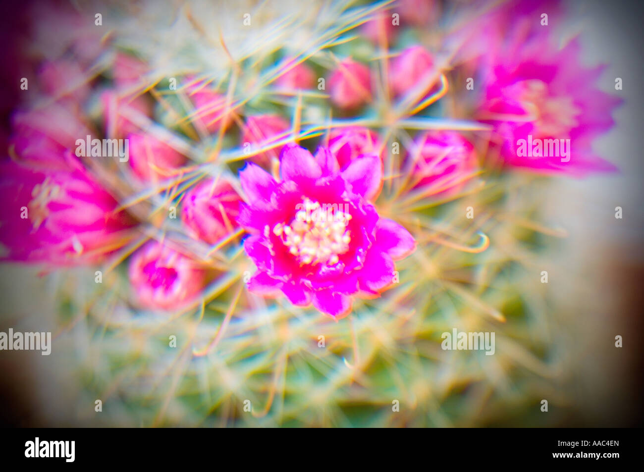 Pink cactus flowers and buds hi-res stock photography and images - Alamy