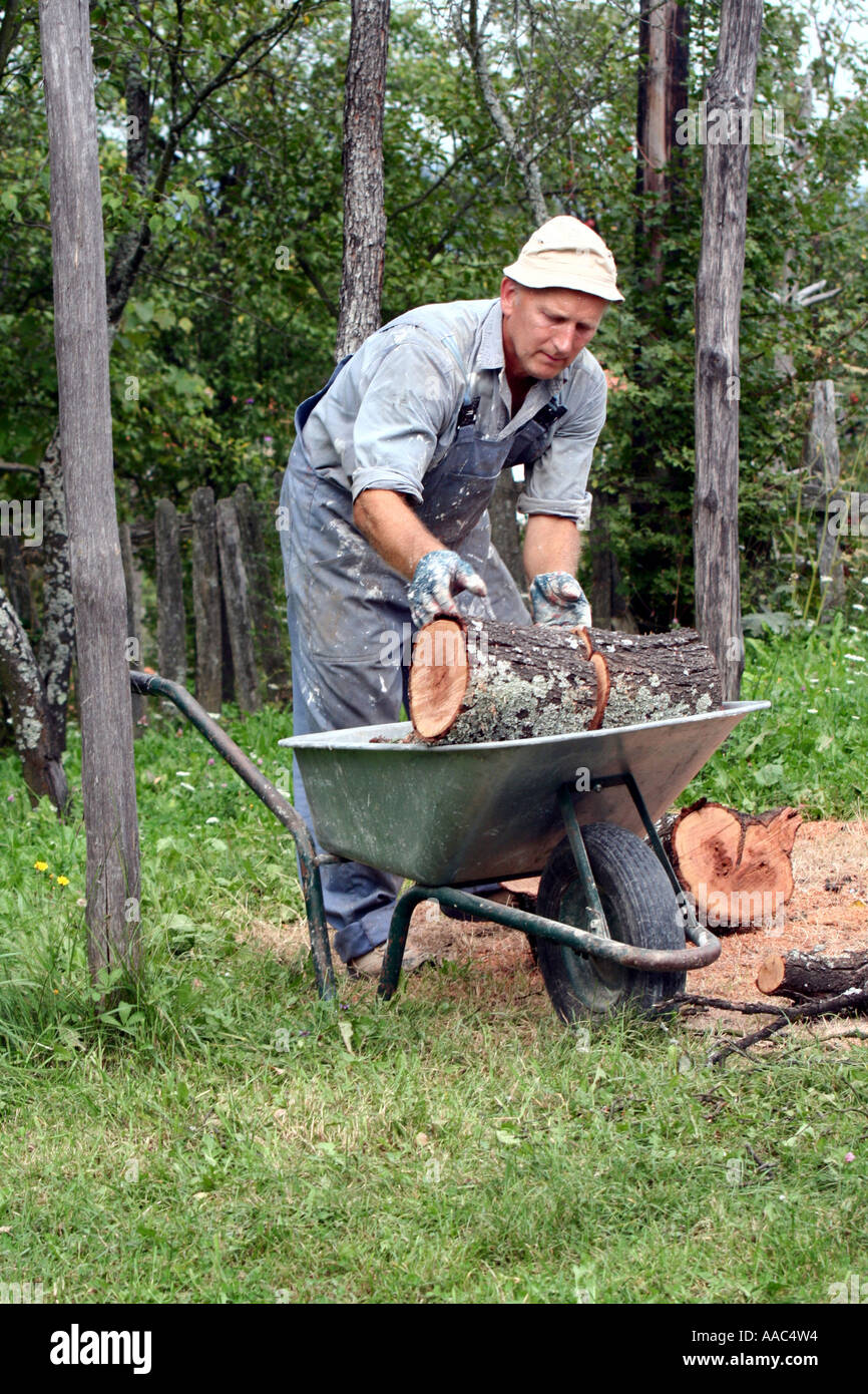 Forest work with chainsaw Stock Photo - Alamy