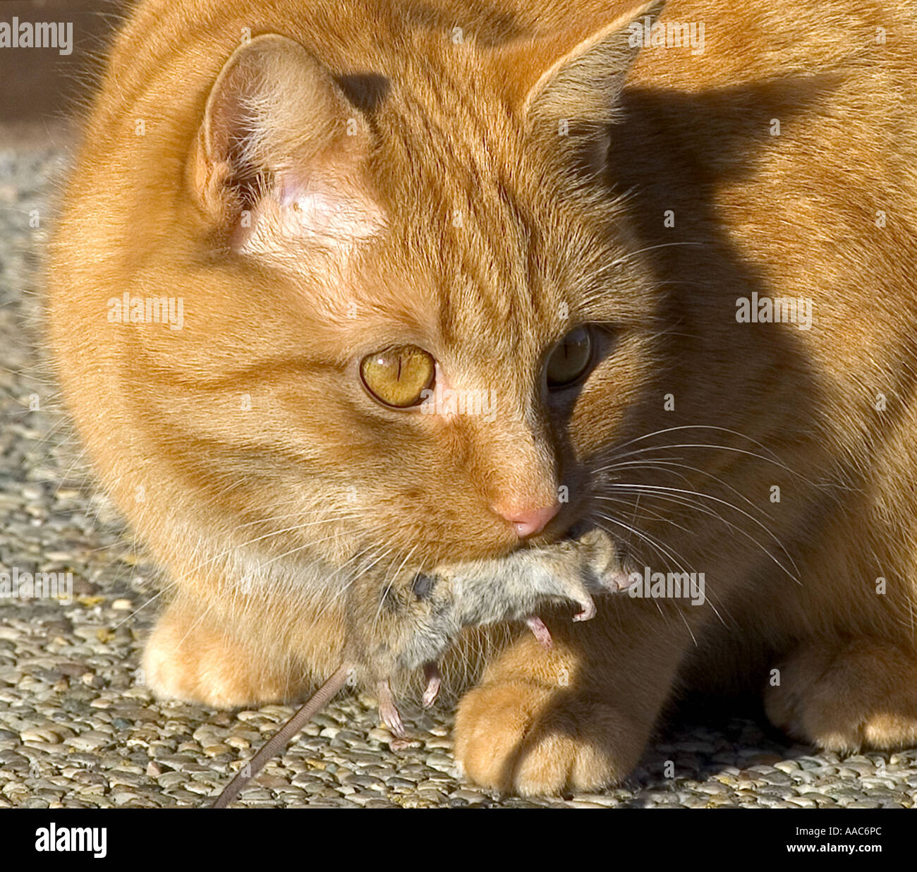 Catched mouse hi-res stock photography and images - Alamy