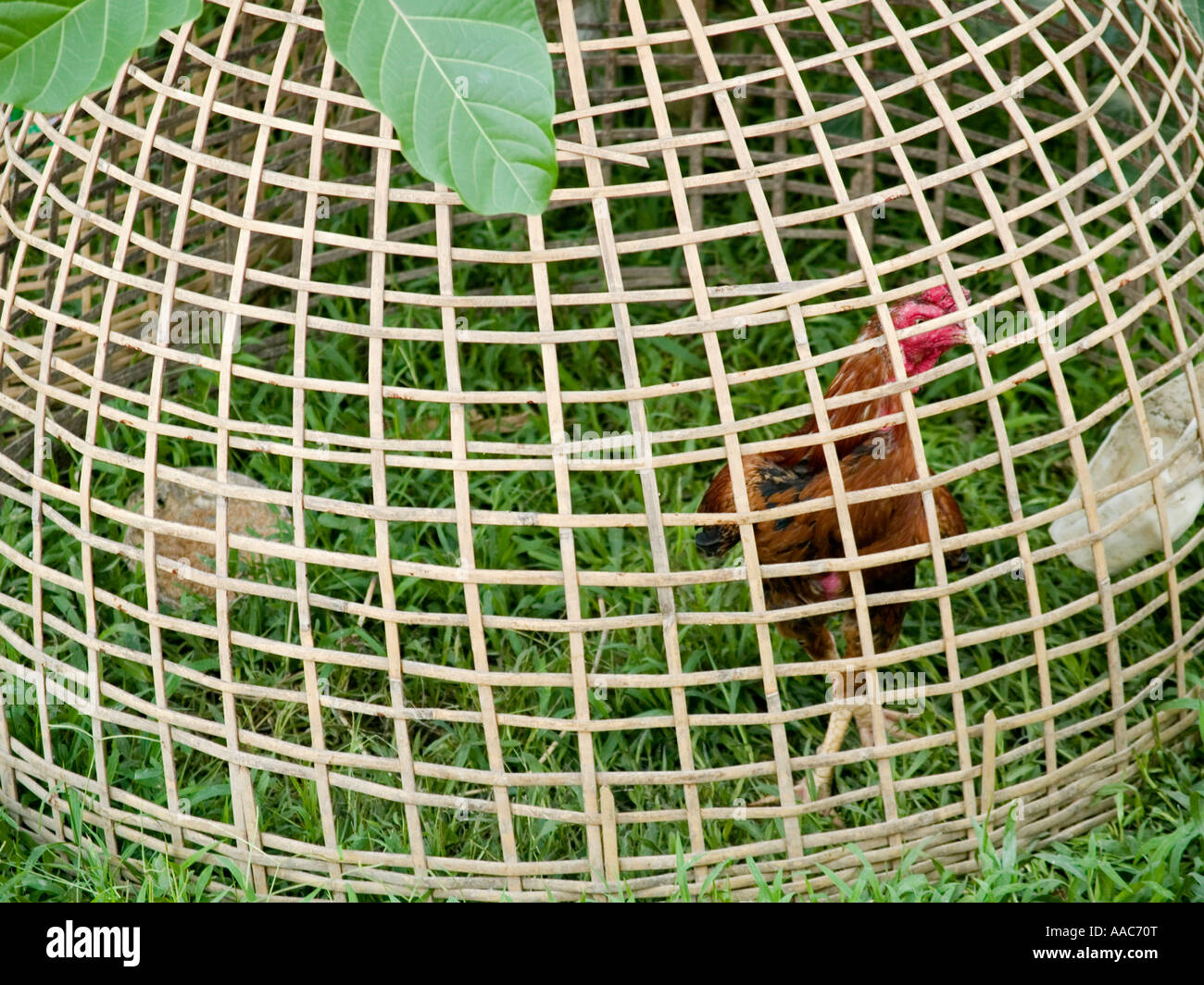 rooster in bamboo basket Laos Stock Photo - Alamy