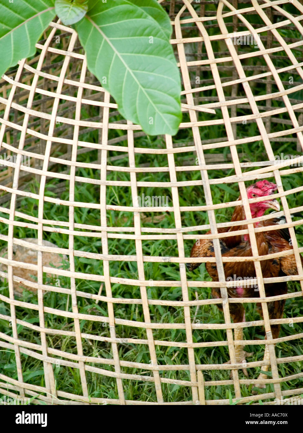 rooster in bamboo cage Laos Stock Photo - Alamy