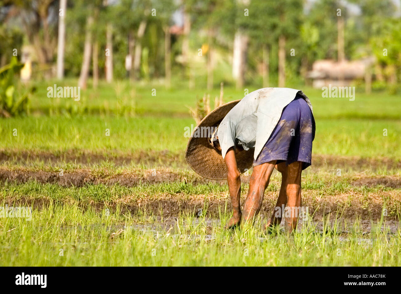 Worker rice paddy Bali Indonesia Stock Photo - Alamy