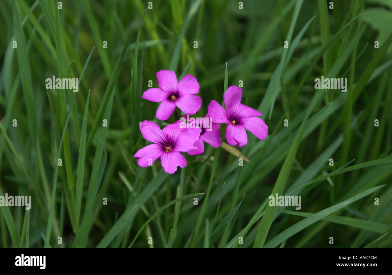 Pink Campion Flower in Spring Stock Photo - Alamy