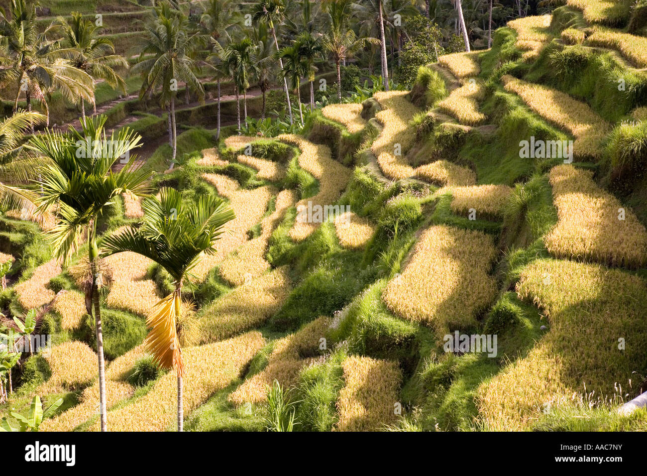 Tegalalang rice terraces Bali Indonesia Stock Photo - Alamy
