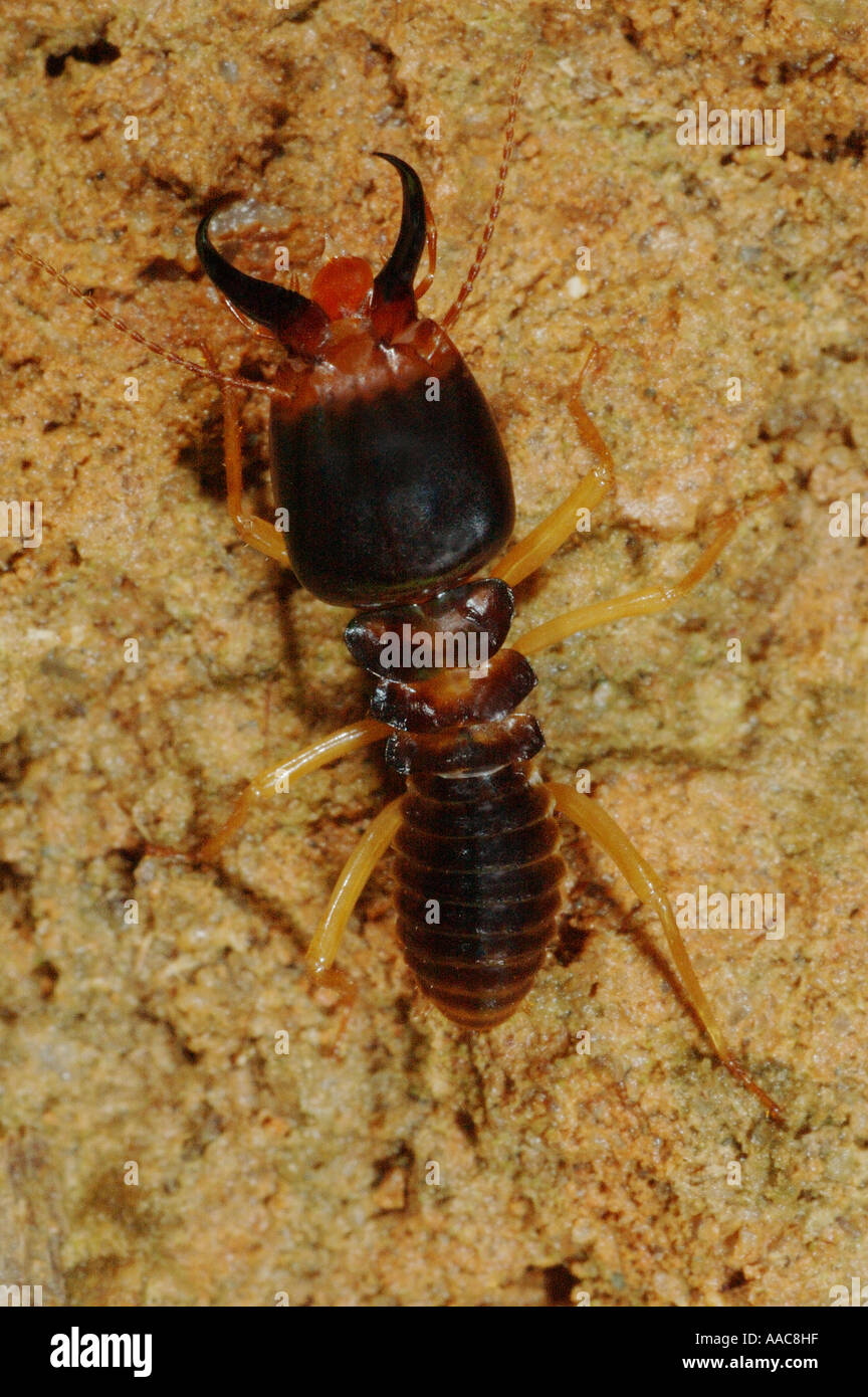 Giant soldier termite guarding the nest in the Taman Negara National ...