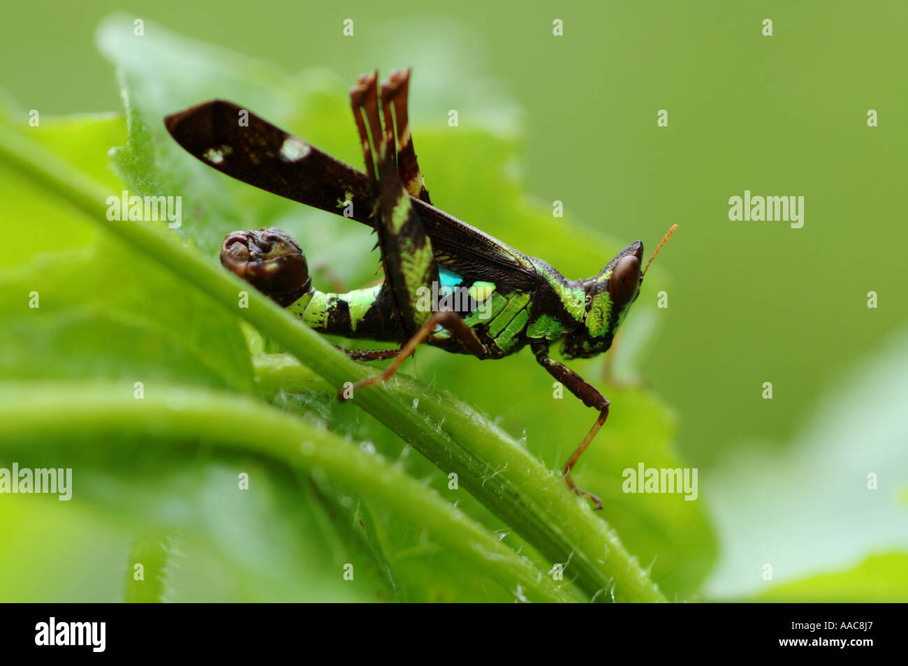 Strange exotic brightly coloured Erianthes grasshopper in the Taman ...