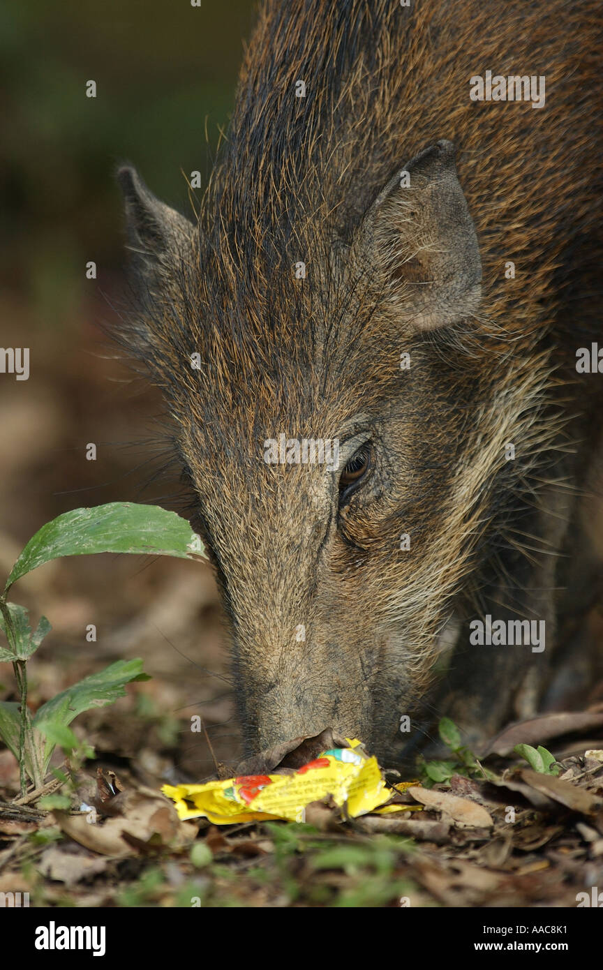 Wild Boar scavenging for food amongst the litter in the Taman Negara ...