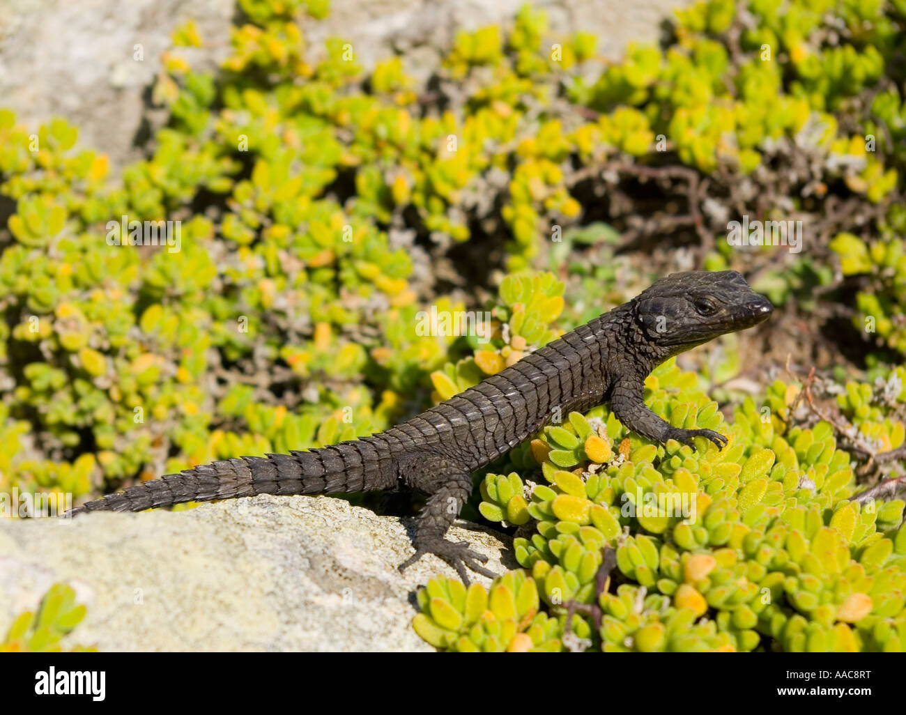 Girdled lizard hi-res stock photography and images - Alamy
