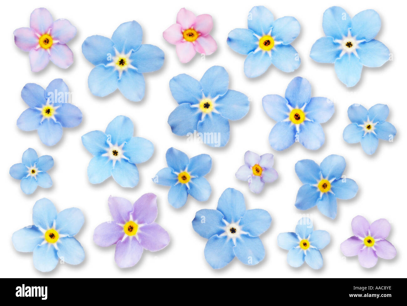 Abstracted Forget Me Not Flowers on White Background Stock Photo - Alamy