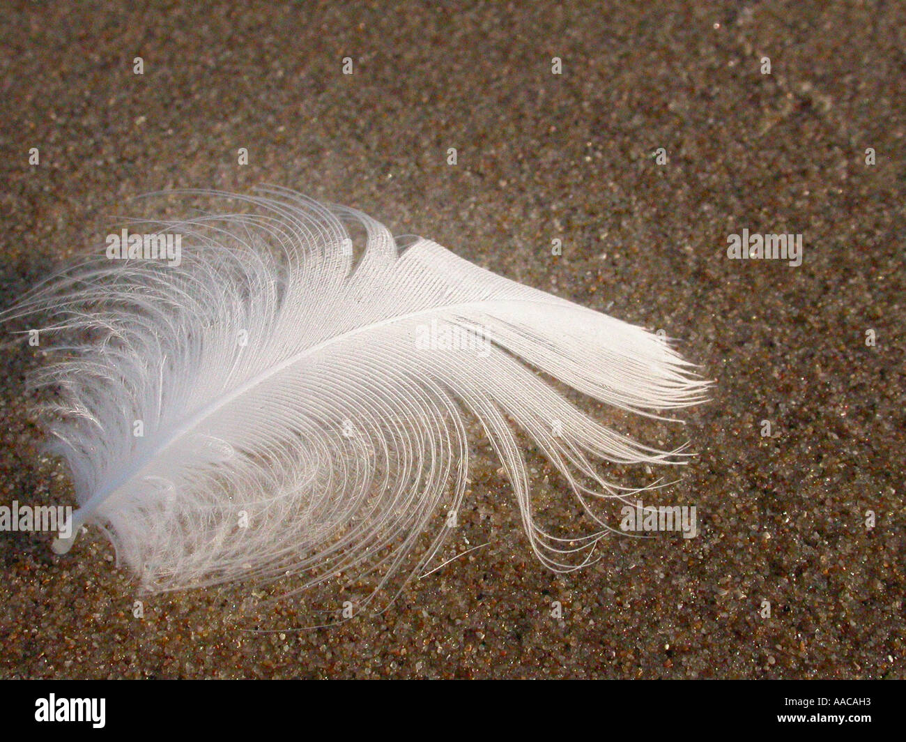 Thin physique hi-res stock photography and images - Alamy