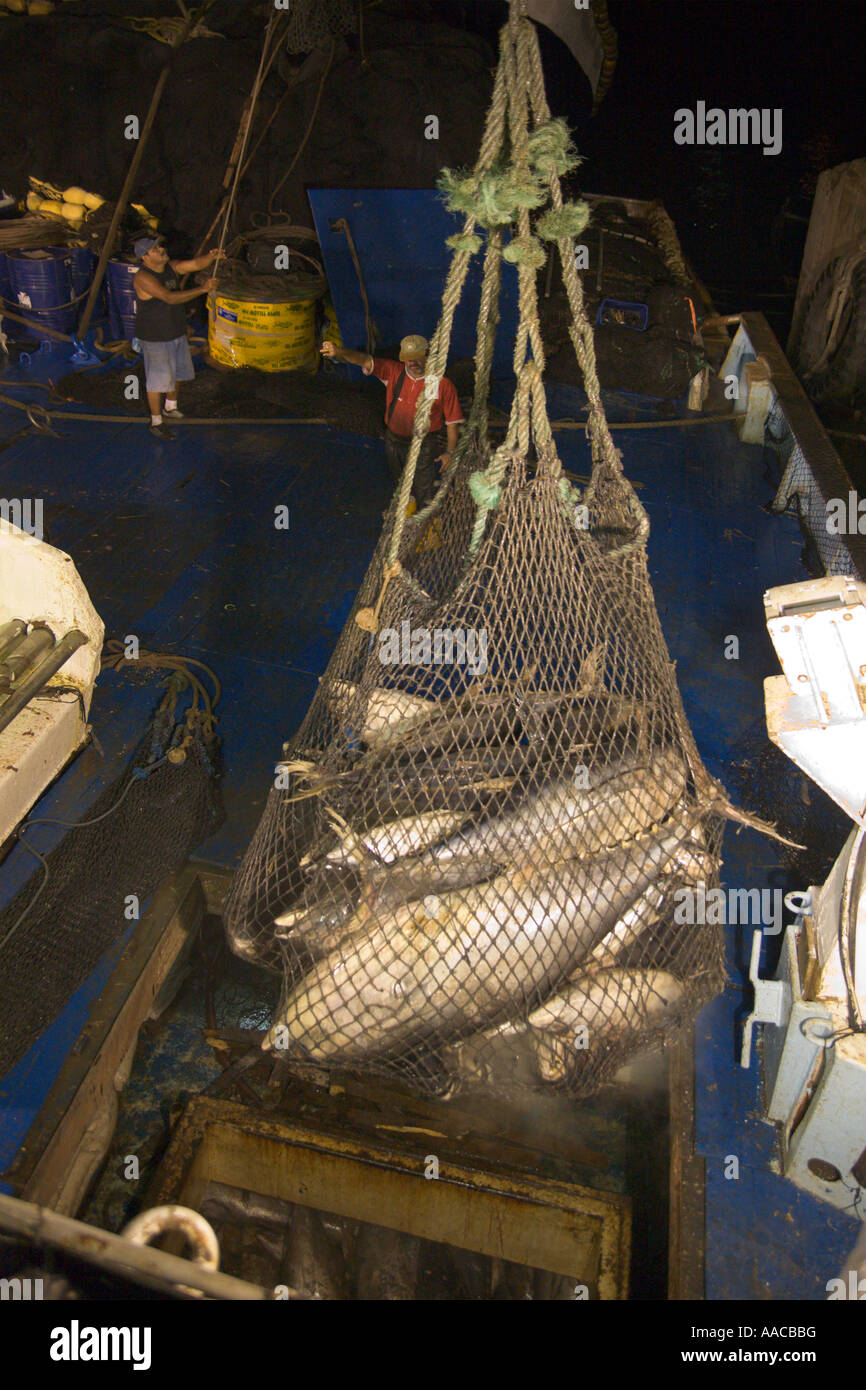 Net full of large yellow fin tuna being hoisted from hold of trawler at ...
