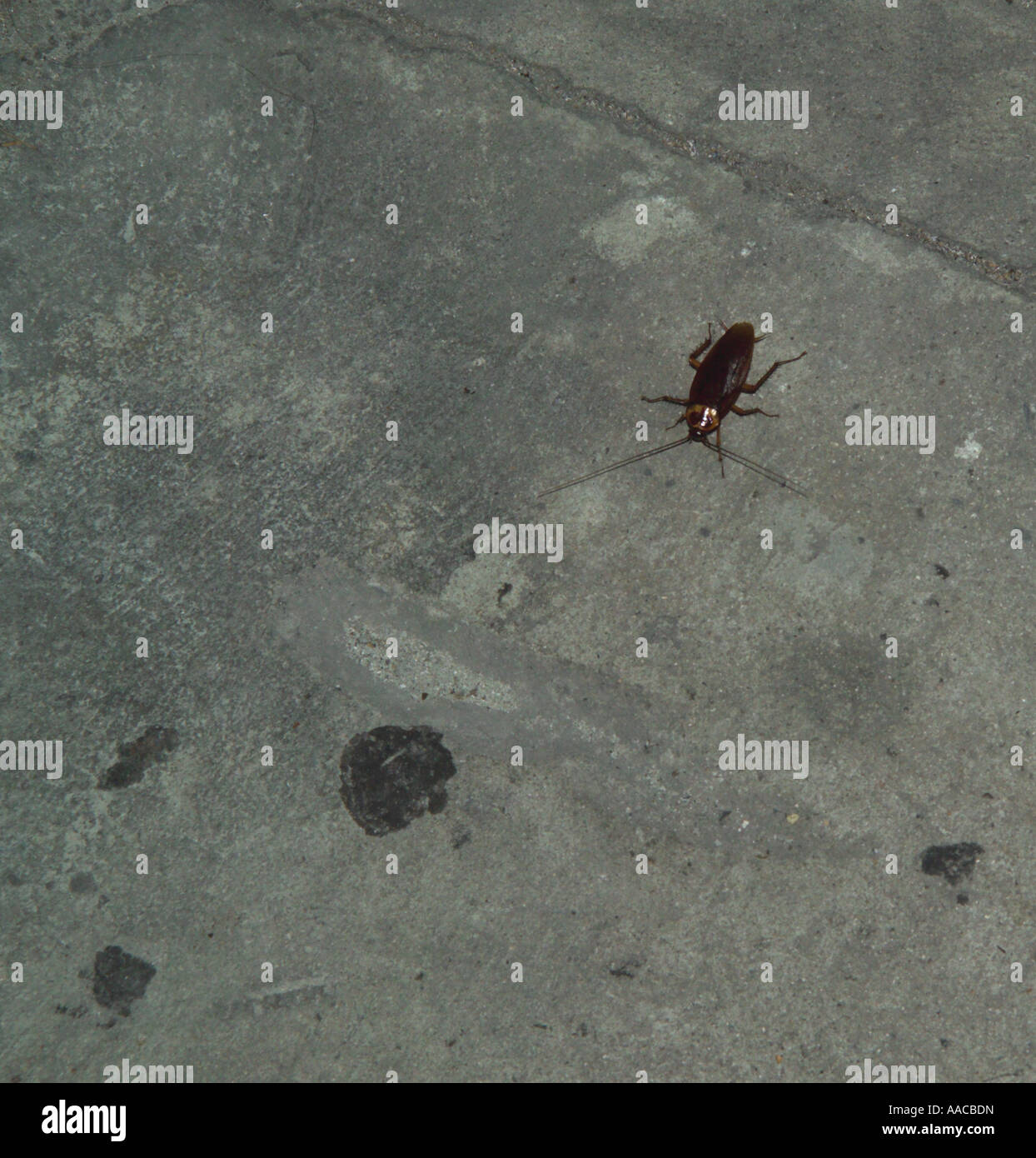 Huge cockroach hi-res stock photography and images - Alamy