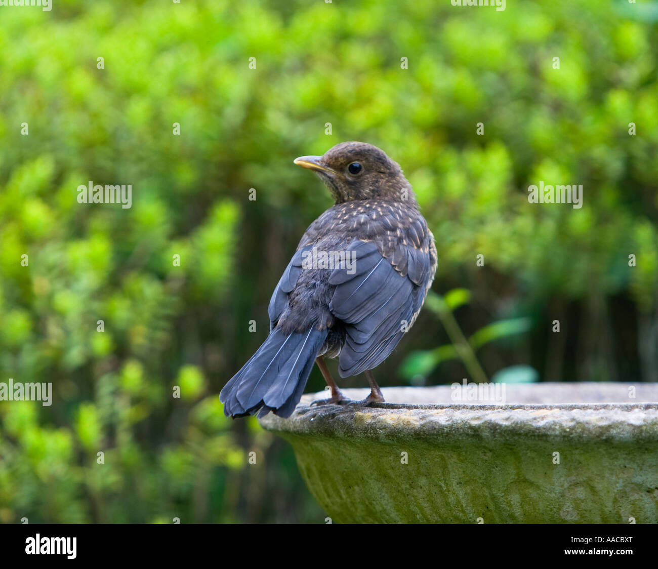 Back view of young blackbird in mottled brown feathers on edge of ...