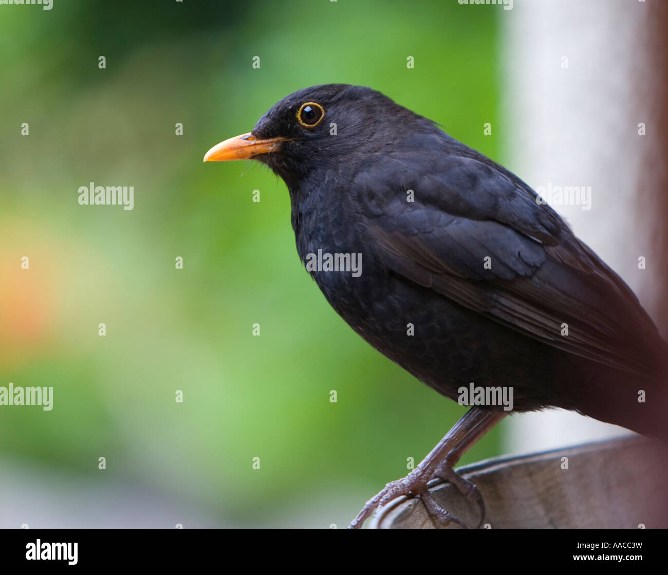 Side view of male blackbird standing looking sideways at camera in ...